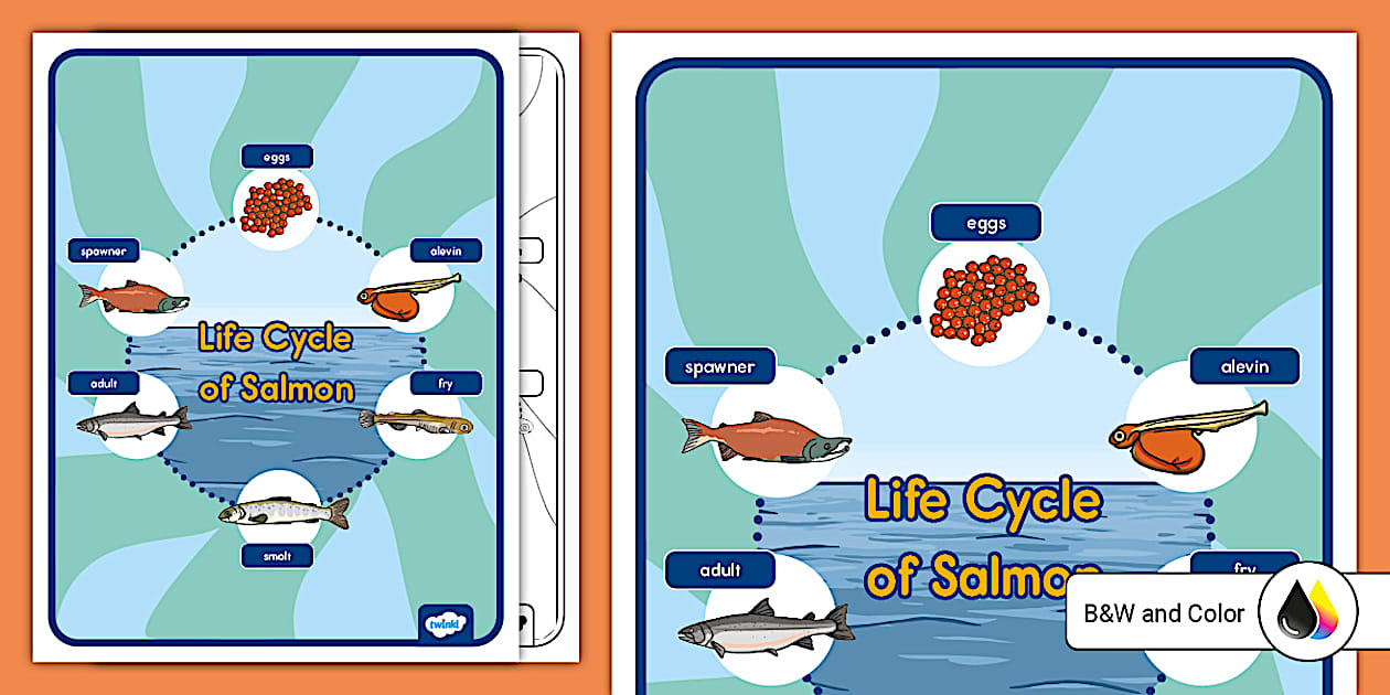 Life Cycle of Salmon Poster for K-2nd Grade (teacher made)