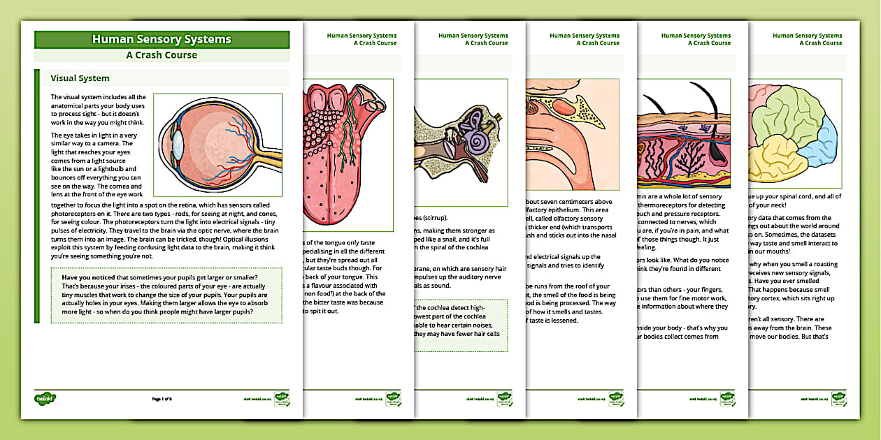 A Crash Course in Human Sensory Systems Fact File - Twinkl
