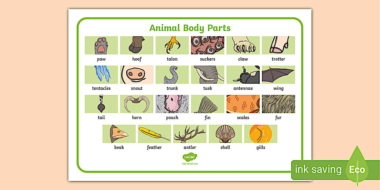 Cursive Animal Body Parts Word Mat (Lehrer gemacht) - Twinkl