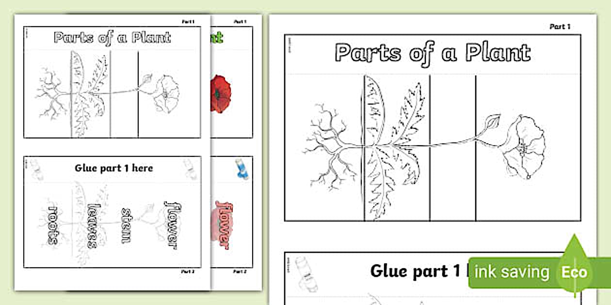 Editable Parts of a Plant Foldable Interactive Visual Aid Template