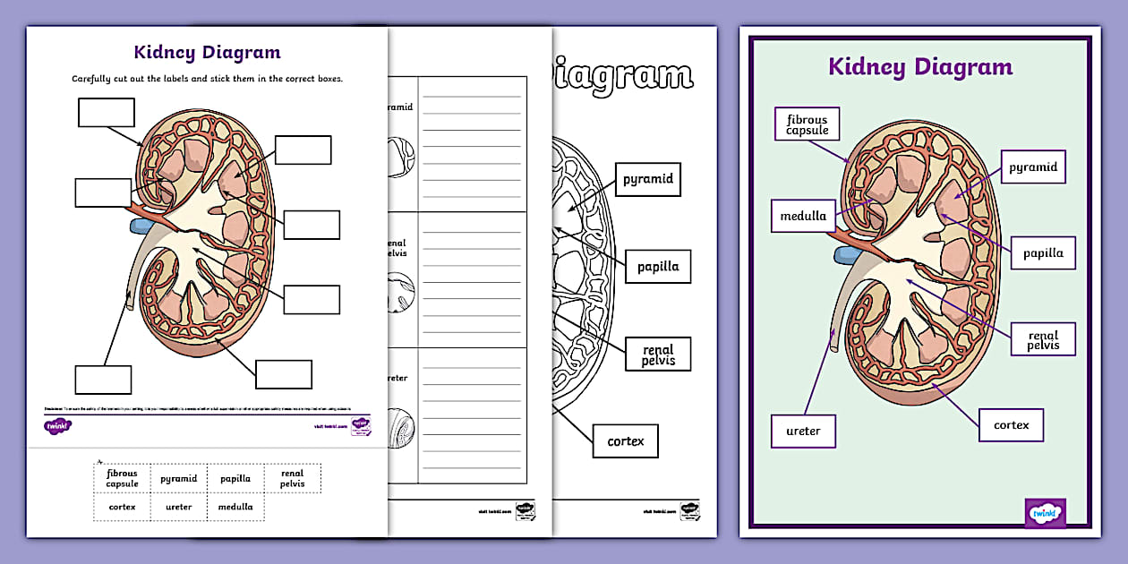 Kidney Labelled Diagram Activity Pack (teacher made)