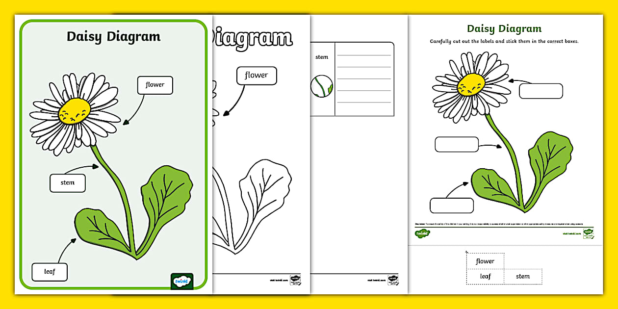 Daisy Diagram Pack (teacher made) - Twinkl