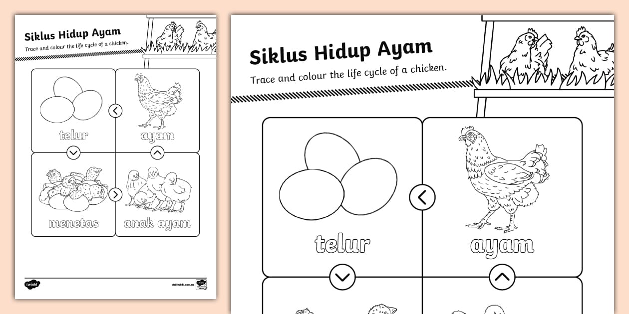 Chicken Life Cycle Tracing Activity - Indonesian - Twinkl