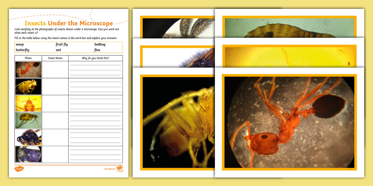 Insects Under the Microscope Photo Pack and Activity