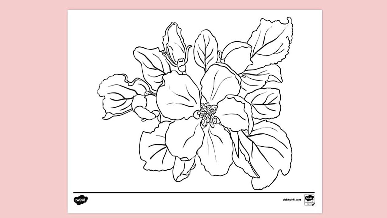 Blossom Flowers Colouring Sheet - Worksheets - Twinkl