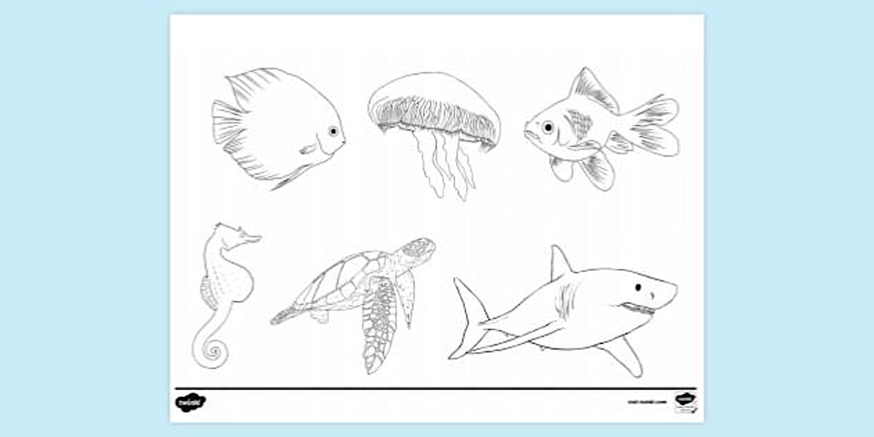 Disegni da Colorare Animali Marini | Scuola Primaria