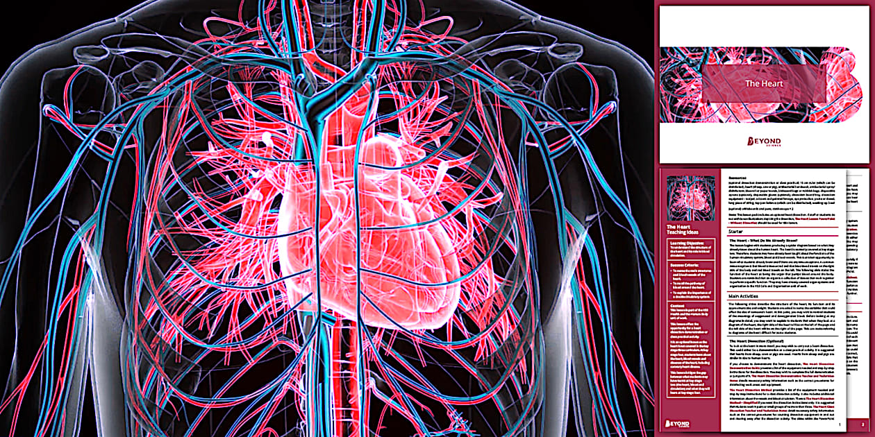 Health and the Human Body: The Heart Lesson Pack