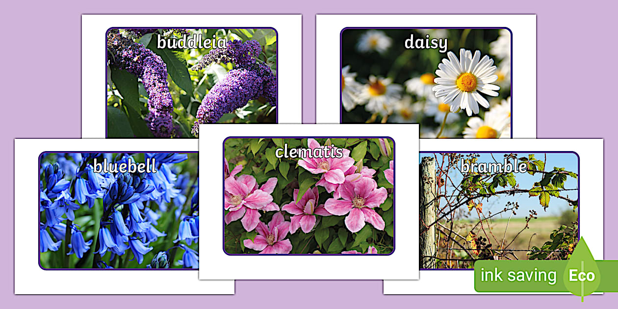 Common Plants and Flowers Display Photos | Twinkl - Twinkl