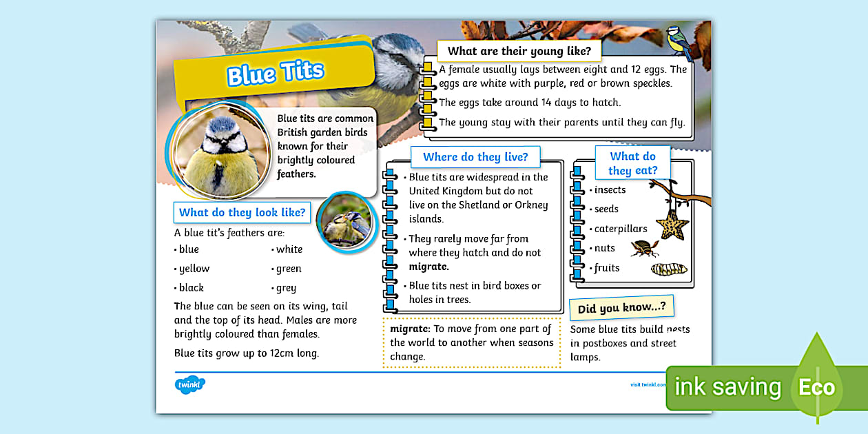 Blue Tit Fact File - KS1 (teacher made) - Twinkl