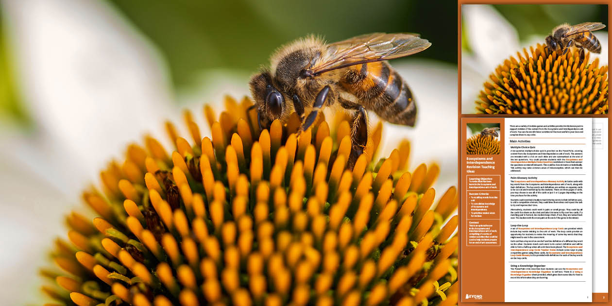 Ecosystems and Interdependence Revision Lesson | Beyond