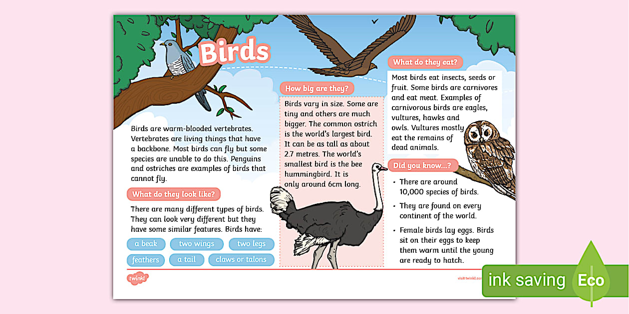 Birds KS1 Fact File - Animals (l'enseignant a fait) - Twinkl