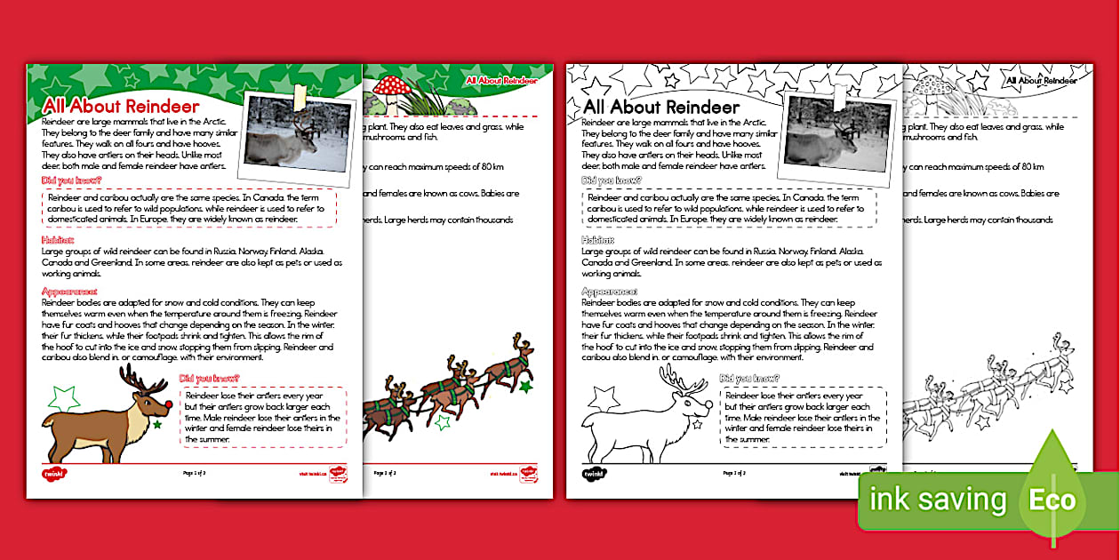 Christmas in Canada All About Reindeer Fact File - Twinkl
