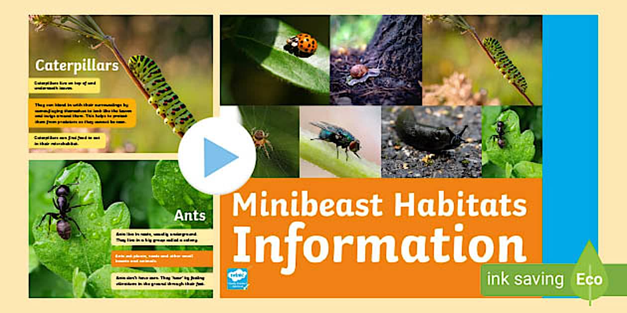 Minibeast Habitats Information PowerPoint - Twinkl