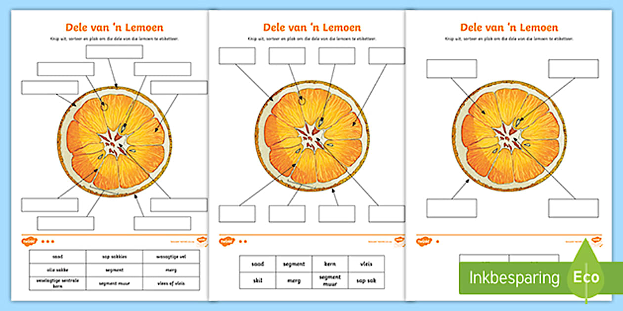 Dele van 'n Lemoen Aktiwiteit (teacher made) - Twinkl