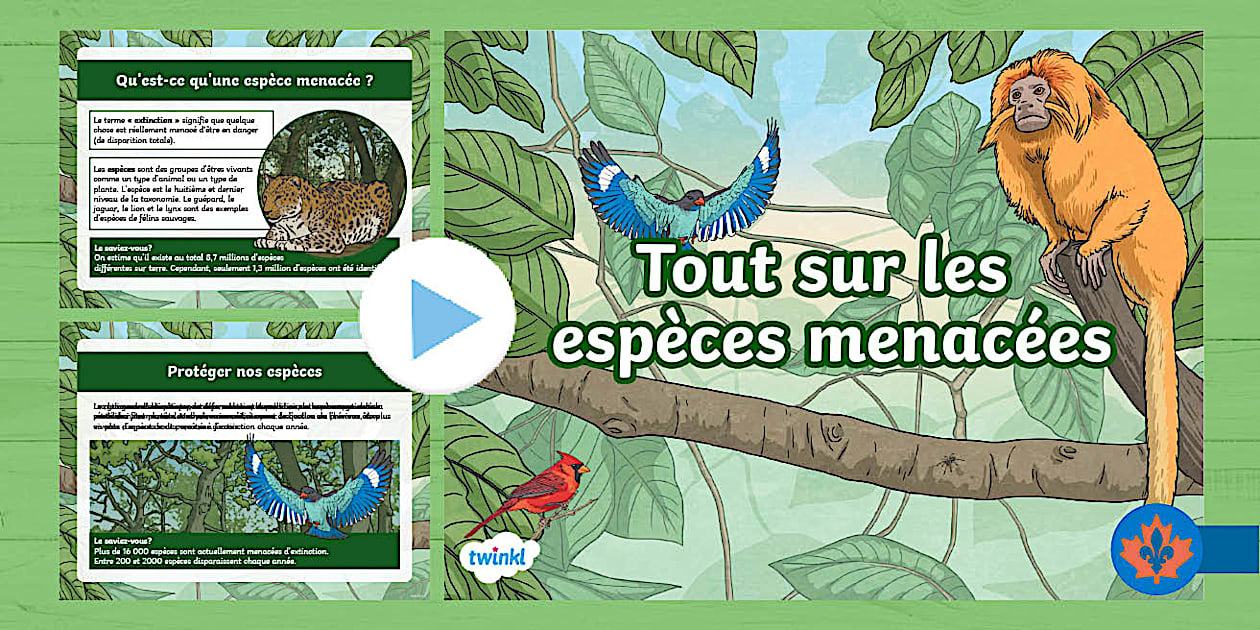 All About Endangered Species French (teacher made) - Twinkl