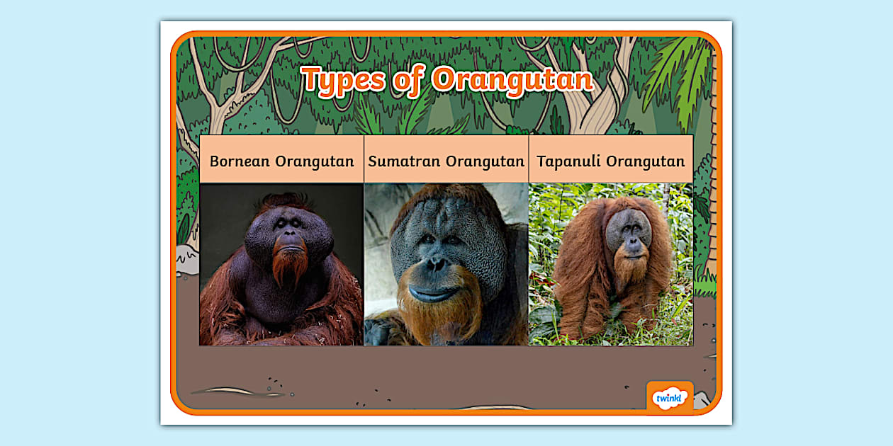 Types of Orangutan Display Poster (teacher made) - Twinkl
