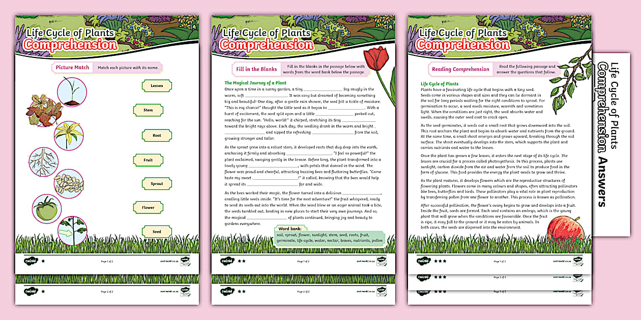 Life Cycle of Plants Differentiated Comprehension Activity