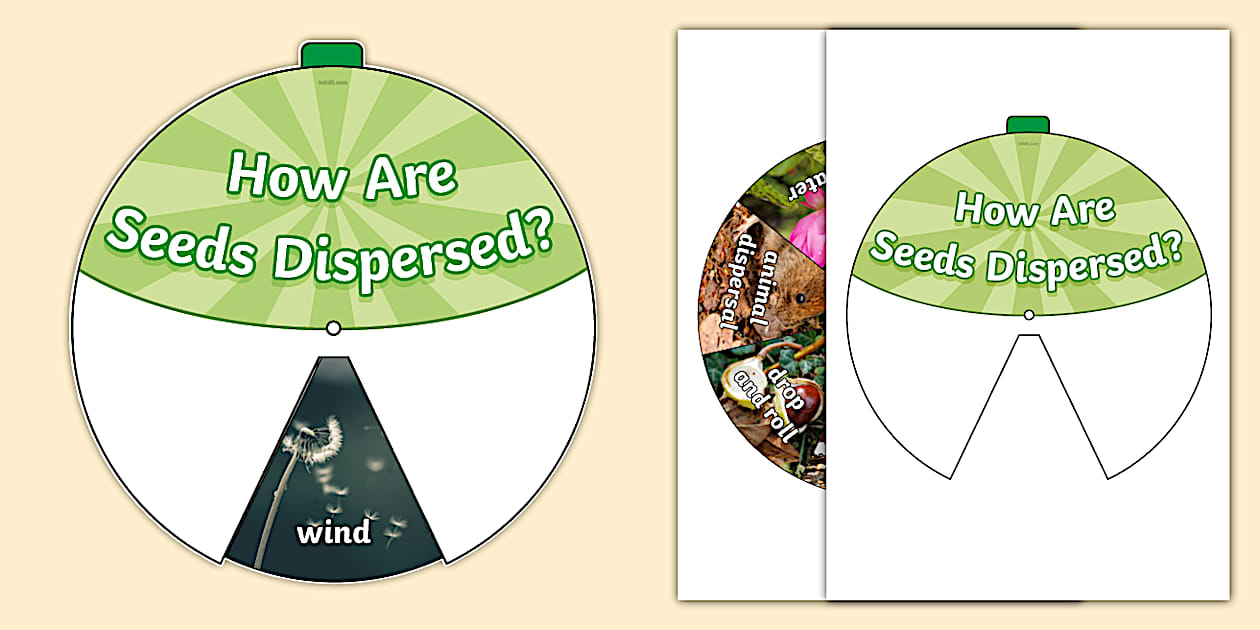 Seed Dispersal Science Spinner (teacher made) - Twinkl