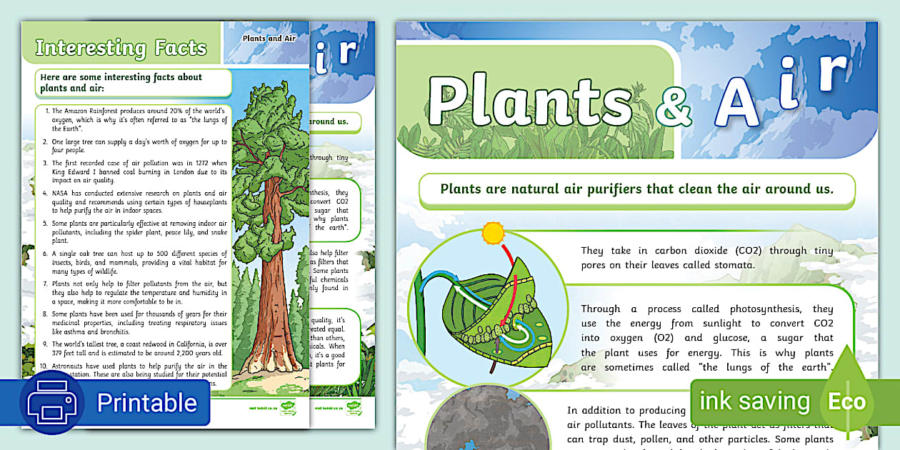 Plants and Air (teacher made) - Twinkl