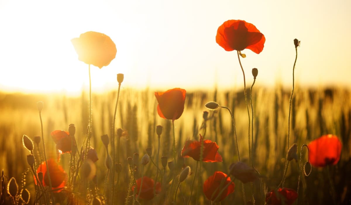 RBL's Poppy Appeal 2022 - Twinkl NewsRoom - Twinkl
