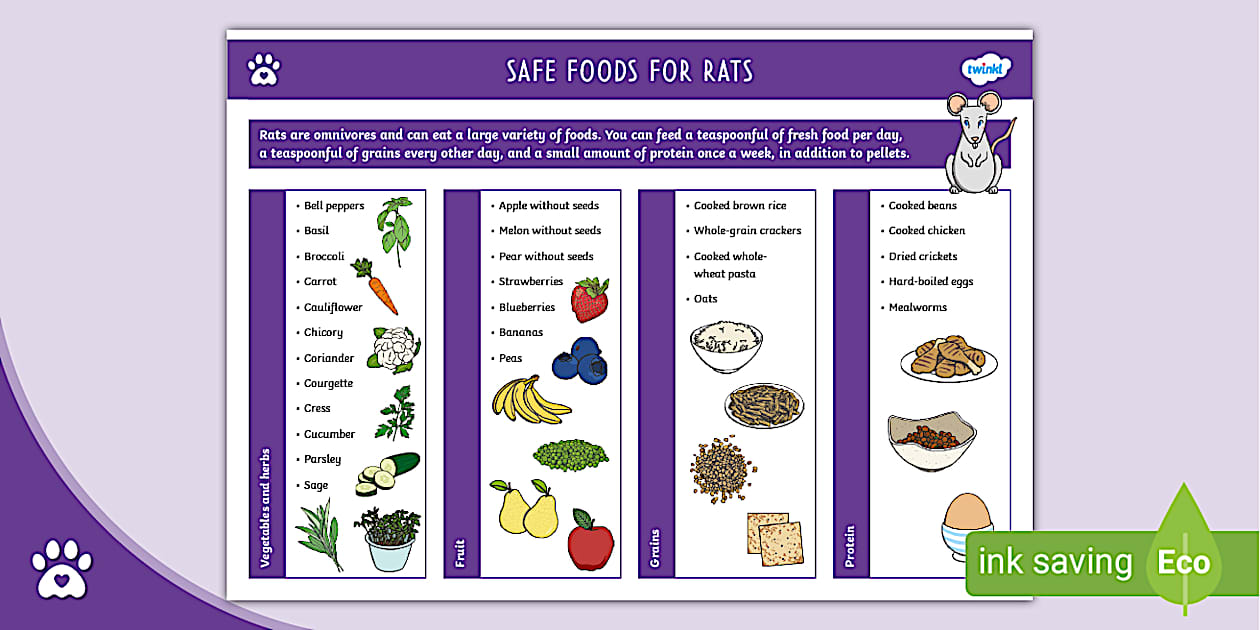 Safe Foods for Rats - List - Rat Care - Pet - Twinkl Pets
