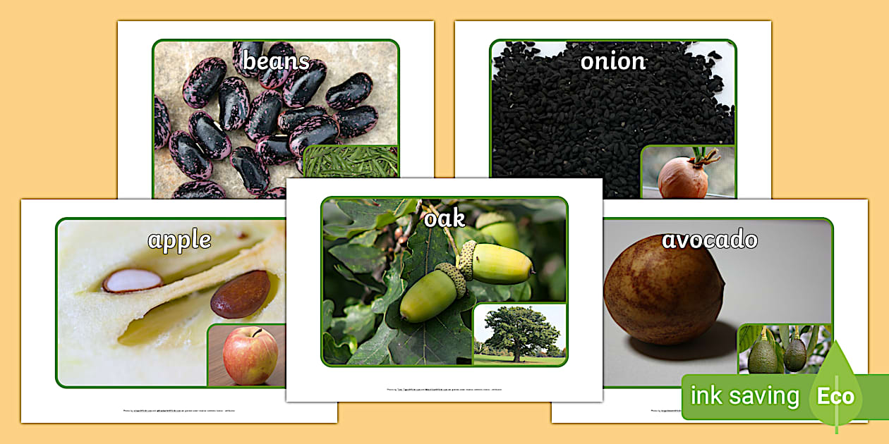 Seeds Photo Pack (teacher made) - Twinkl