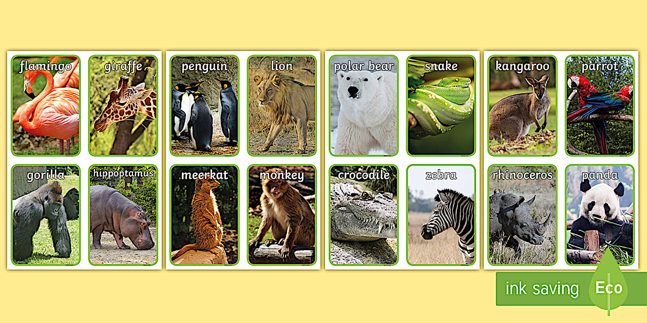 Editable Zoo Animals Photo Flashcards - Twinkl
