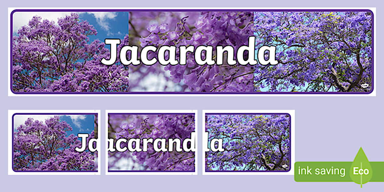 Jacaranda Tree Display Banner - Twinkl