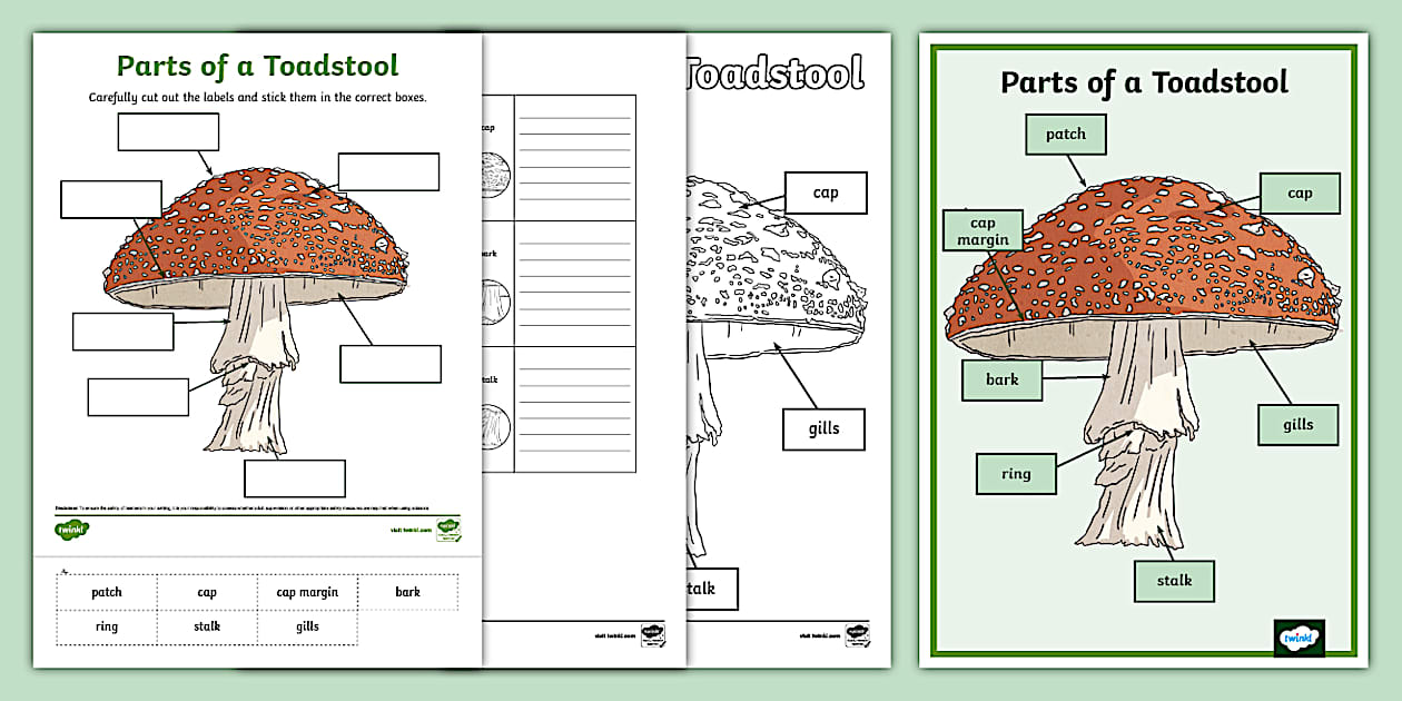 Parts of a Toadstool Diagram Activity Pack (professor feito)