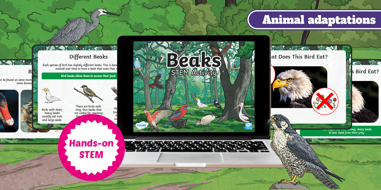 Bird Beak Adaptation STEM Presentation