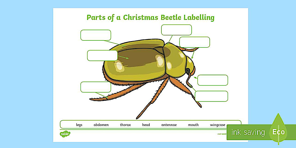 Parts of a Christmas Beetle Labelling Worksheet - Twinkl