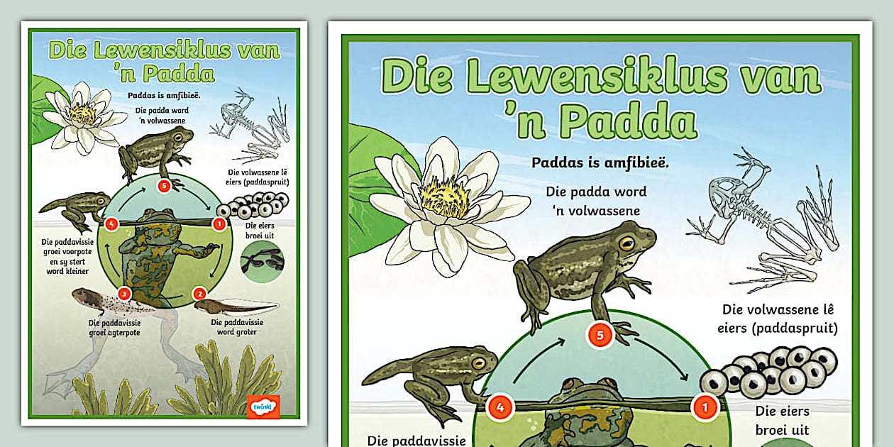 Die Lewensiklus van 'n Padda Vertoonplakkaat - Twinkl