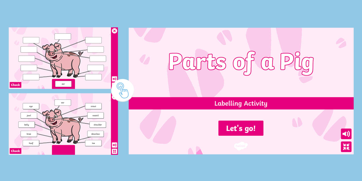 Parts of a Pig Interactive Labelling Activity - Twinkl