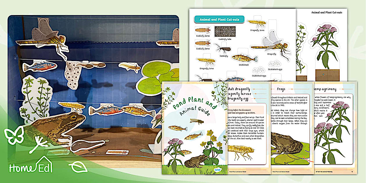 Pond Ecosystem Active Learning Model (teacher made) - Twinkl