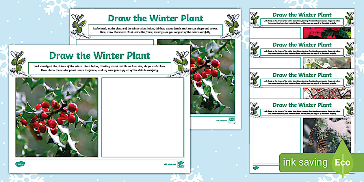 Draw the Winter Plant Worksheets