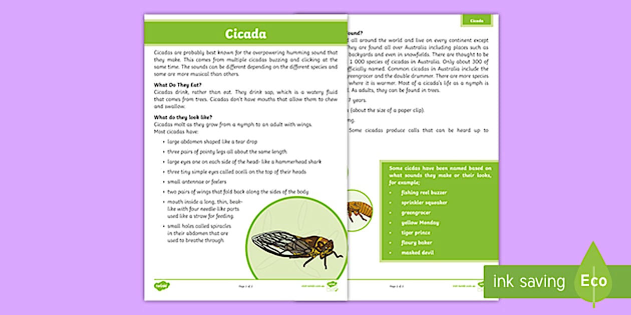Cicadas Fact File | Cicada Information Sheet (teacher made)