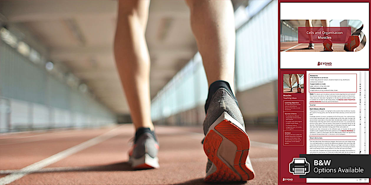 Muscular System Lesson Pack | Beyond (teacher made) - Twinkl