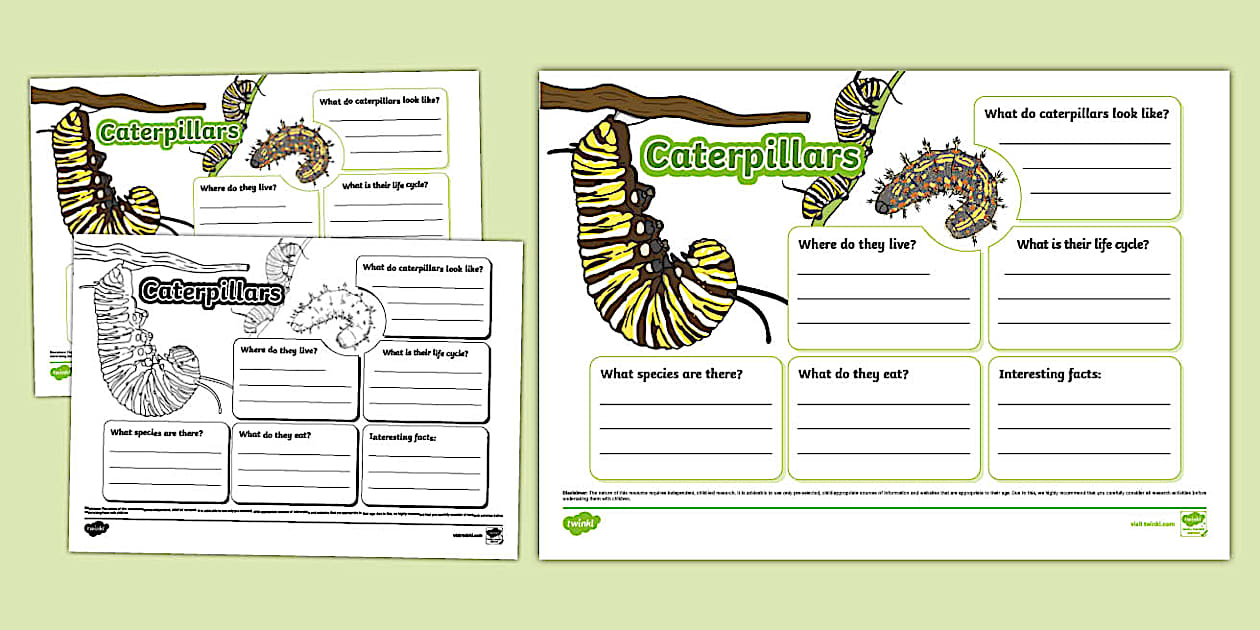 Caterpillar Fact File Template (teacher made) - Twinkl
