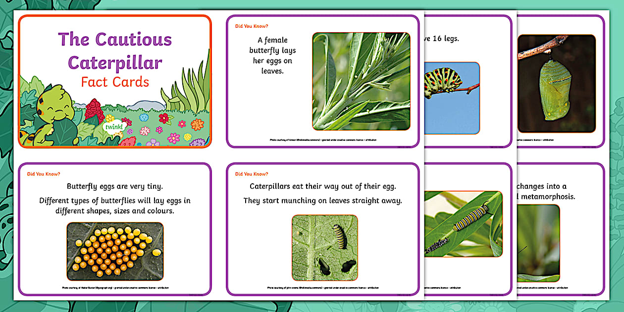 Editable Caterpillar and Butterfly Life Cycle Fact Cards