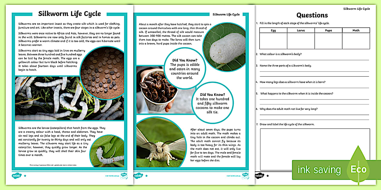3-6 Life Cycle of a Silkworm Differentiated Reading Comprehension Activity
