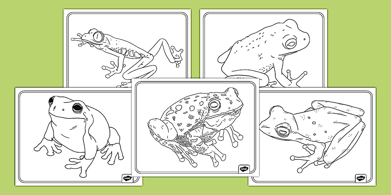 Frog Coloring Sheets (teacher made) - Twinkl
