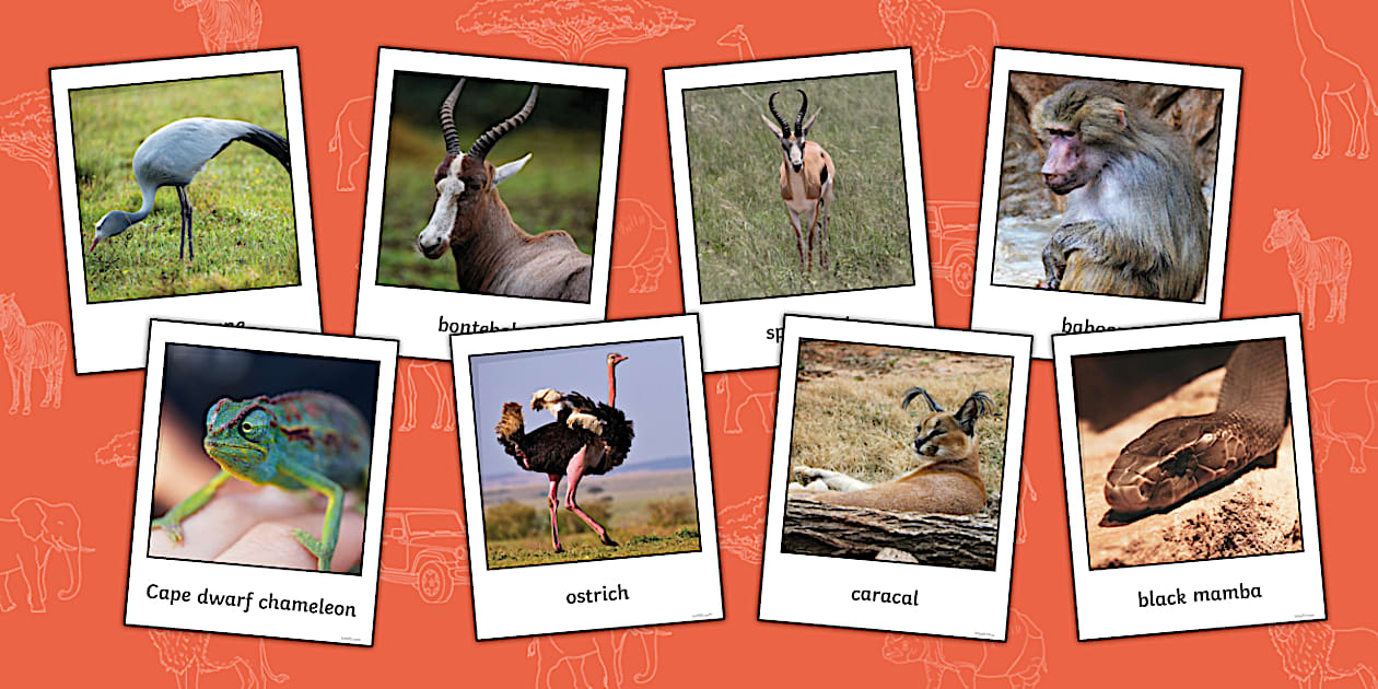 Wild Animals of South Africa Instant Photo Style Display Images
