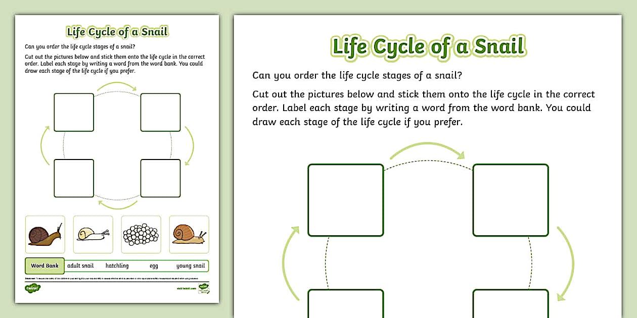Life Cycle of a Snail Activity Sheet - KS1 (teacher made)