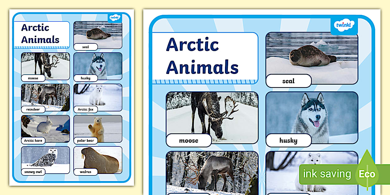 Arctic Animals Photo Display Poster (teacher made) - Twinkl