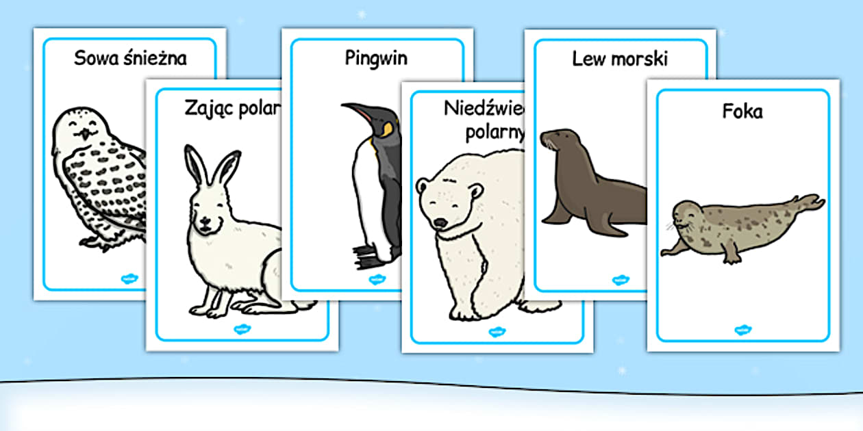 Plakaty Zwierzęta polarne po polsku (teacher made) - Twinkl