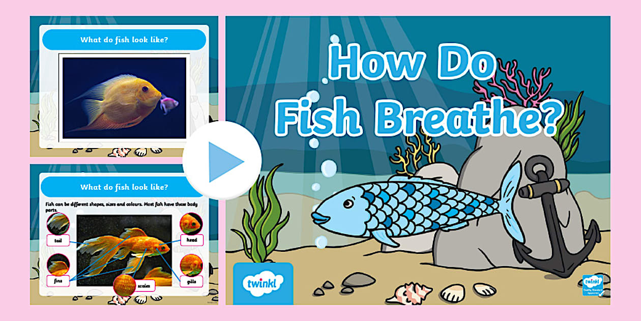 How Do Fish Breathe? Information PowerPoint - Twinkl - EYFS
