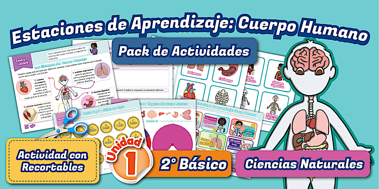 Estaciones de Aprendizaje | Cuerpo Humano | 2° Básico | STEM
