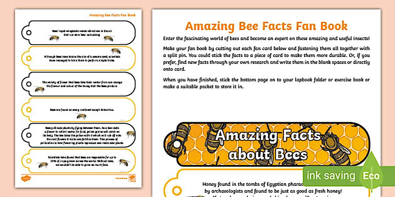 Amazing Bee Facts Fan Book (teacher made) - Twinkl