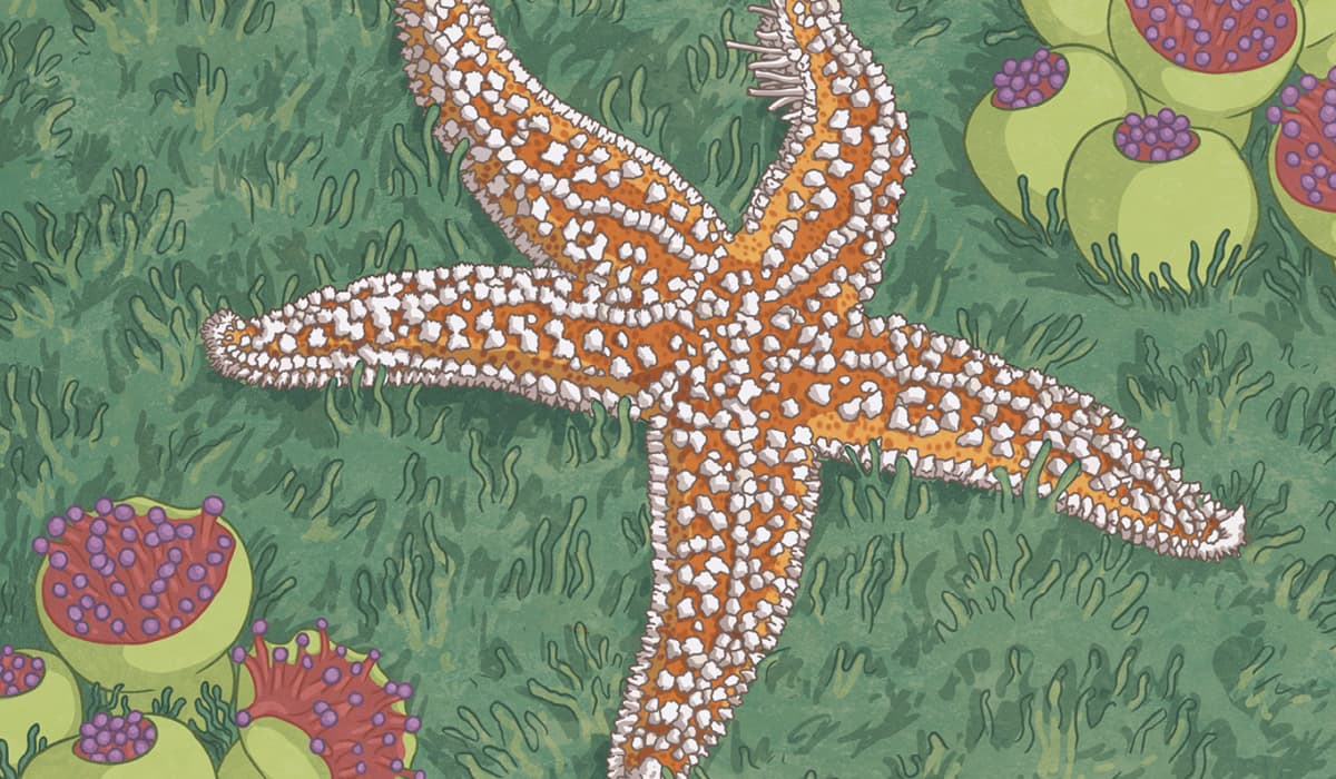 Starfish Are Heads and Only Heads, Says Study - Twinkl NewsRoom