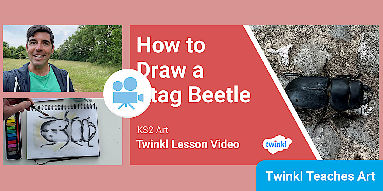 KS2 (Ages 7-11) Art: How to Draw a Stag Beetle Video Lesson